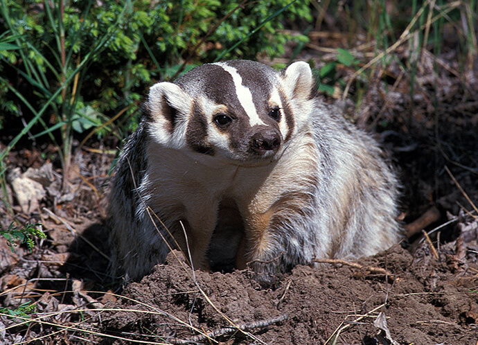 Badgers Around the World - Earth Rangers
