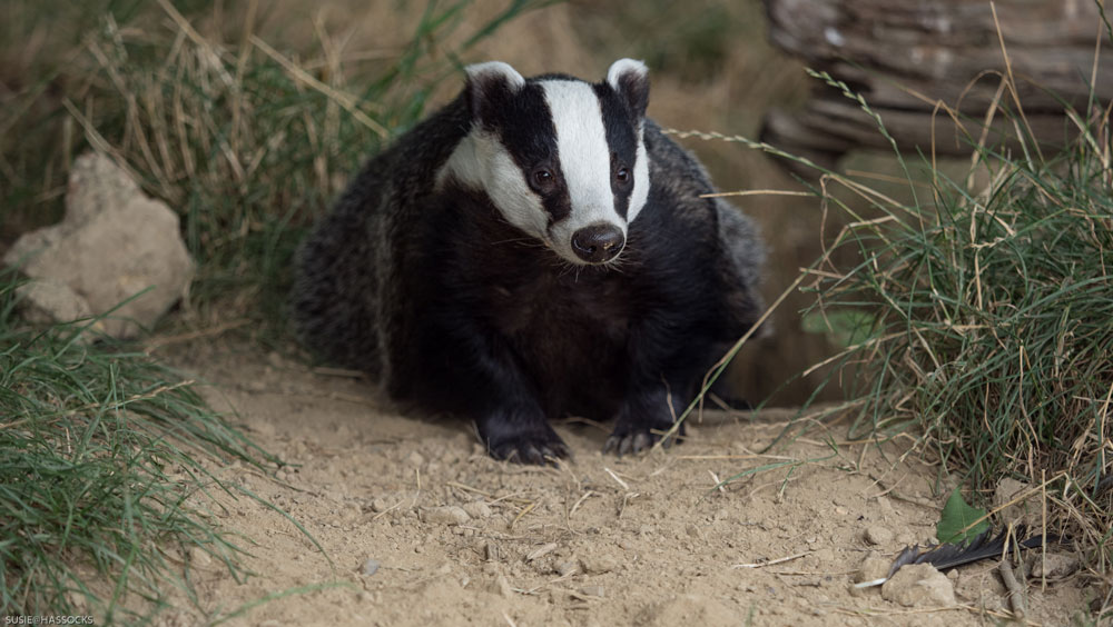 Badgers Around the World - Earth Rangers